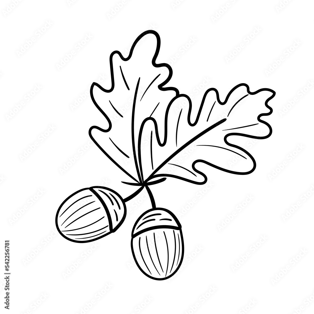 Two acorns isolated on white background. Autumn oak seeds. Simple hand drawn vector illustration ...