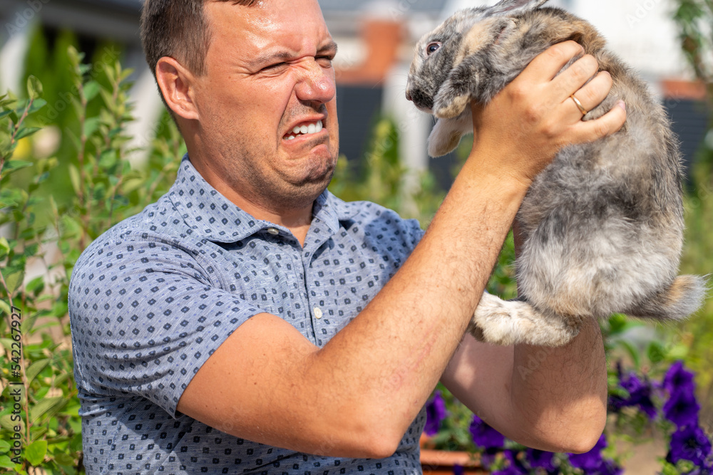 Disgusted man with a rabbit in his hands. Portrait of a madly smiling ...