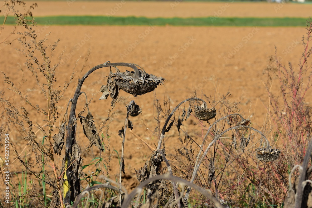 Drought and heatwave in France, in a dead sunflower field due to high ...