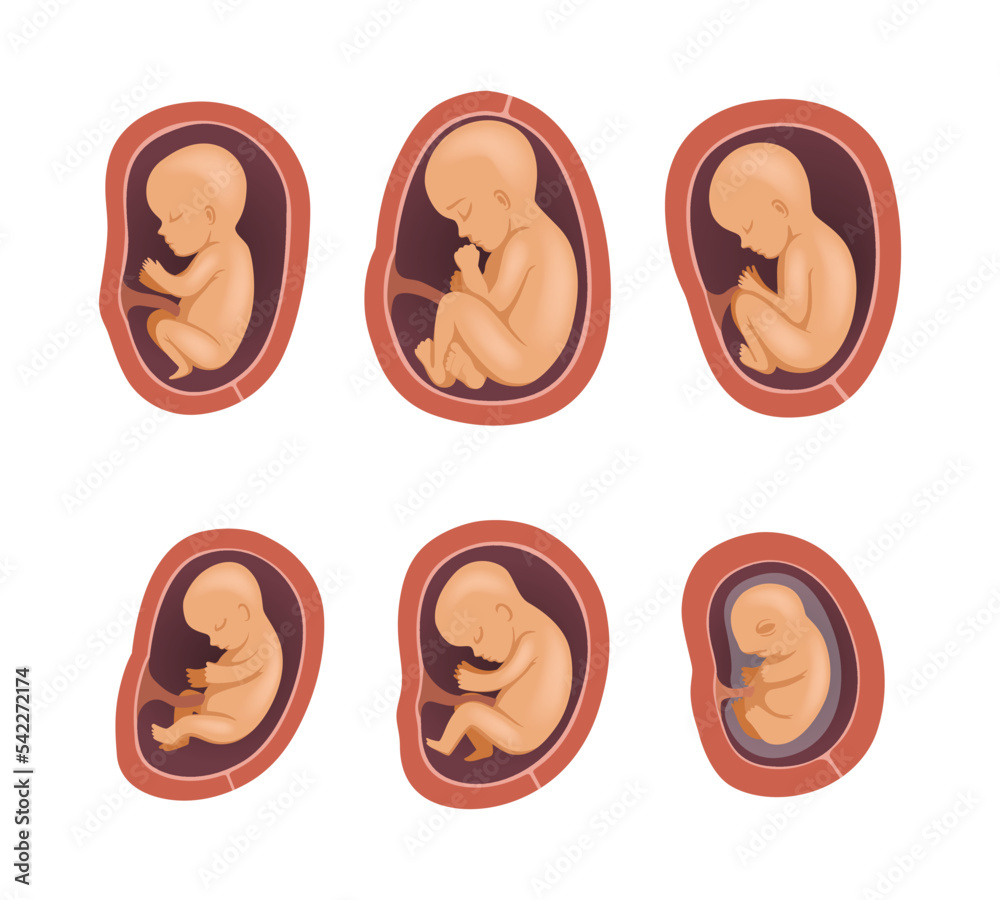 Process of Fetal Development or Embryological Stage Vector Set Stock ...