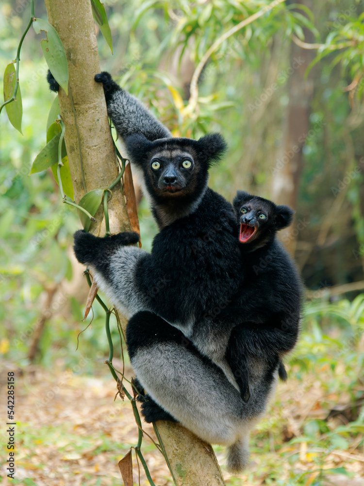 Indri indri with smiling baby - Babakoto the largest lemur of ...
