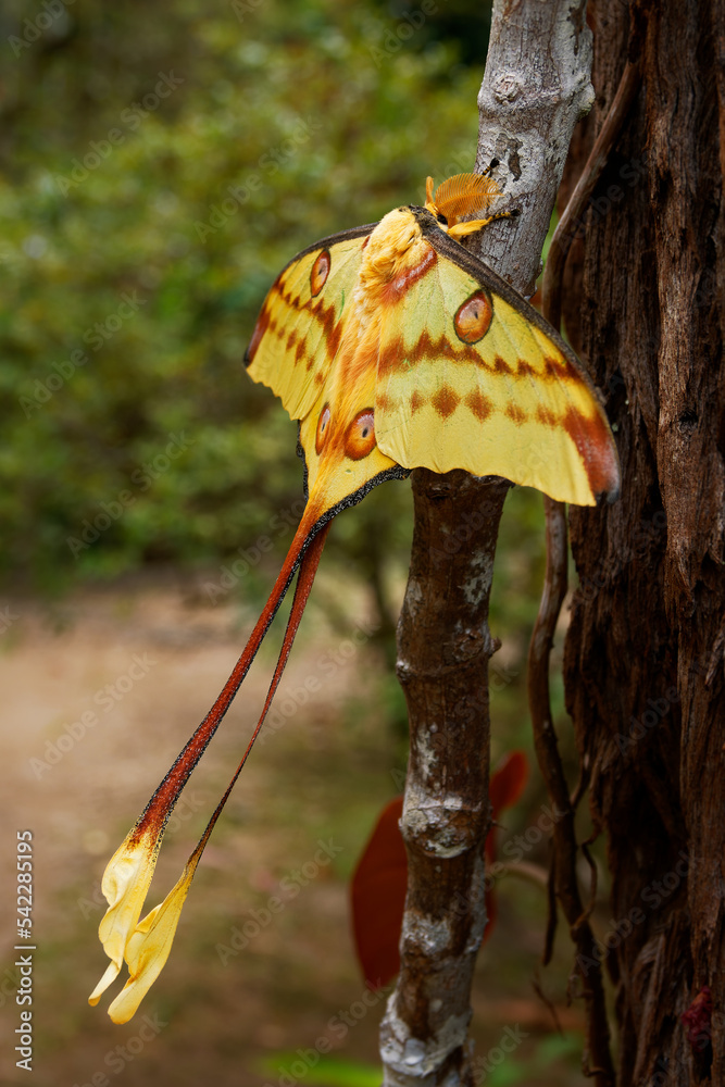 Comet Moth Comet Moth
