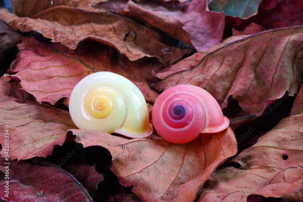 Yellow and pink land snails (Calocochlia festiva) beautiful snails from ...