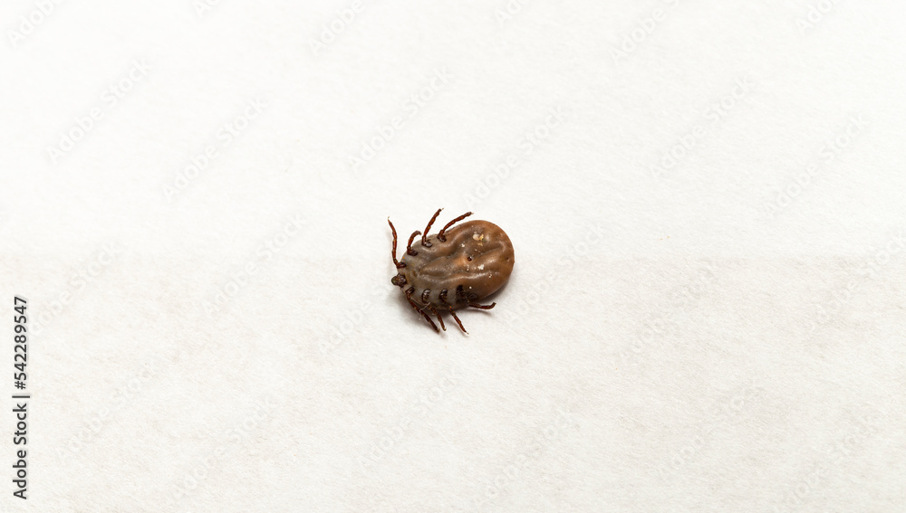 Ixodes ricinus, the castor bean tick, is a chiefly European species of ...