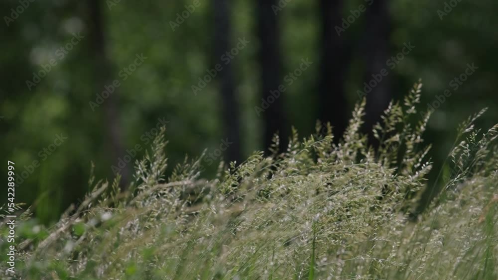 Close-up on a wood small-reed, also known as bushgrass (Calamagrostis ...