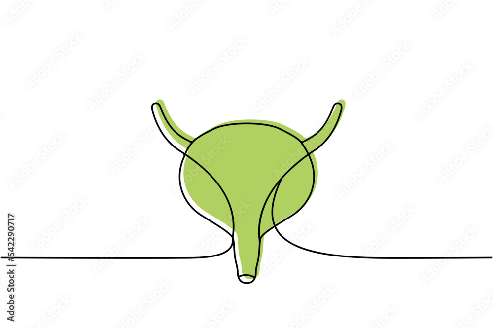 Human bladder one line colored continuous drawing. Human organ ...