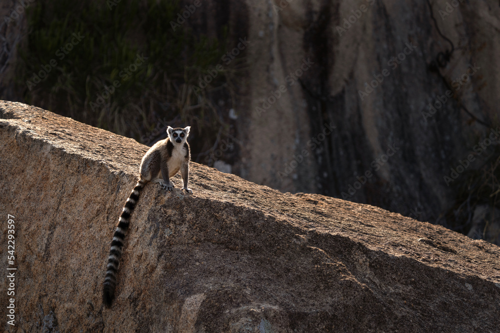 Ring tailed lemur in the Anja Community Reserve. Lemur on the stone ...