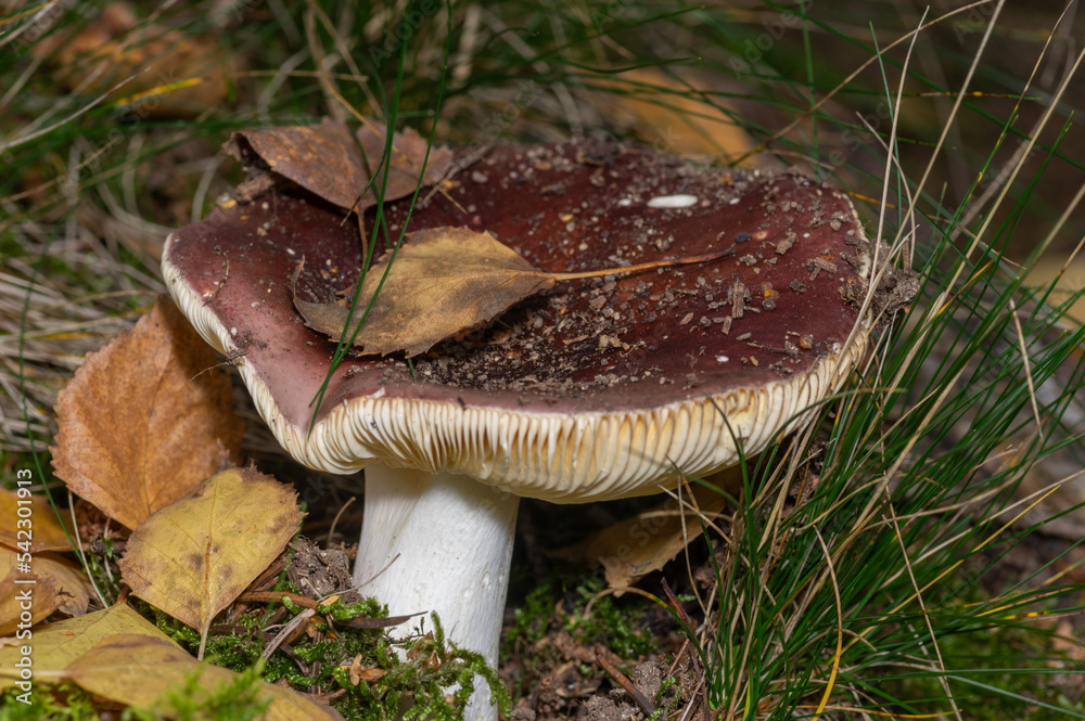 Russula atropurpurea is an edible member of the genus Russula. It is ...
