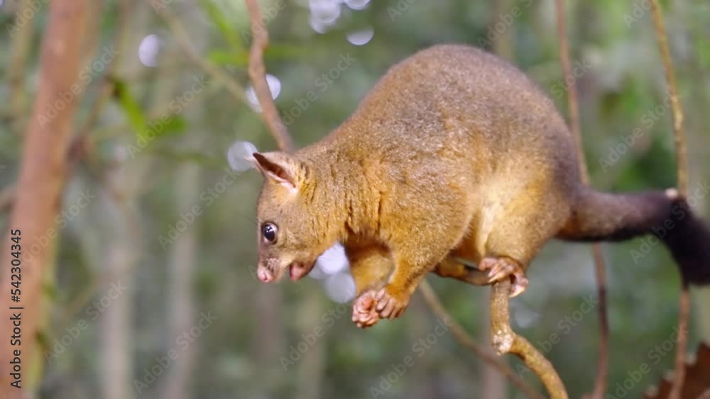 a close up of a coppery brushtail possum feeding in a tree at a ...