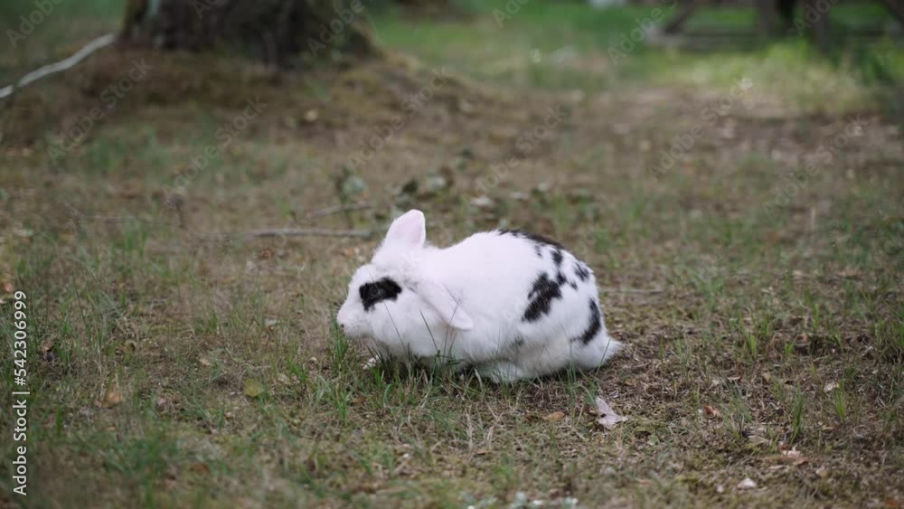Lop-eared white rabbit with black spots walks freely in green meadow ...