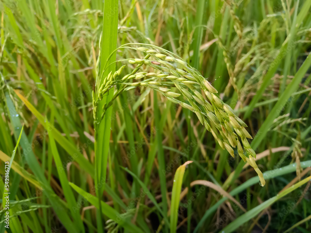 Indian rice farming in rural areas Stock Photo | Adobe Stock