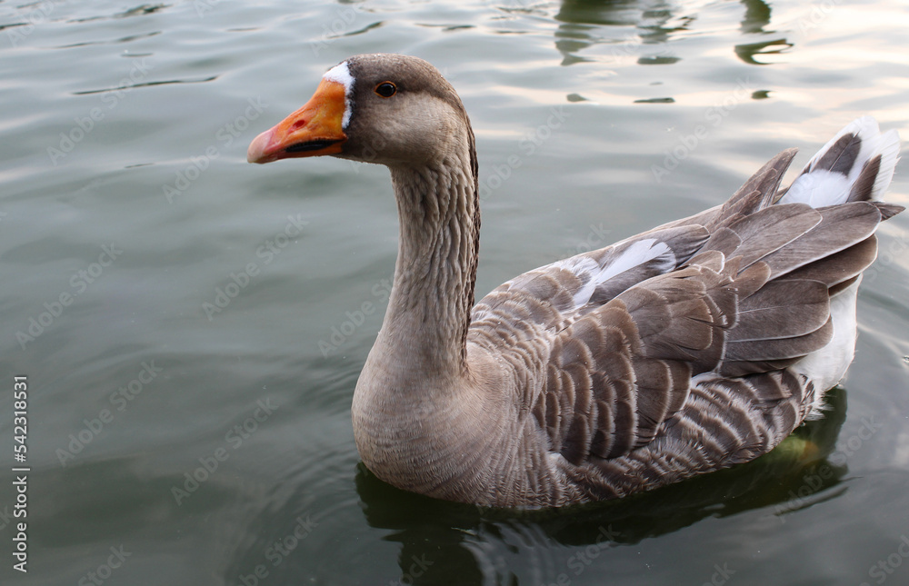 Pato de color café en un lago artificial. Stock Photo | Adobe Stock