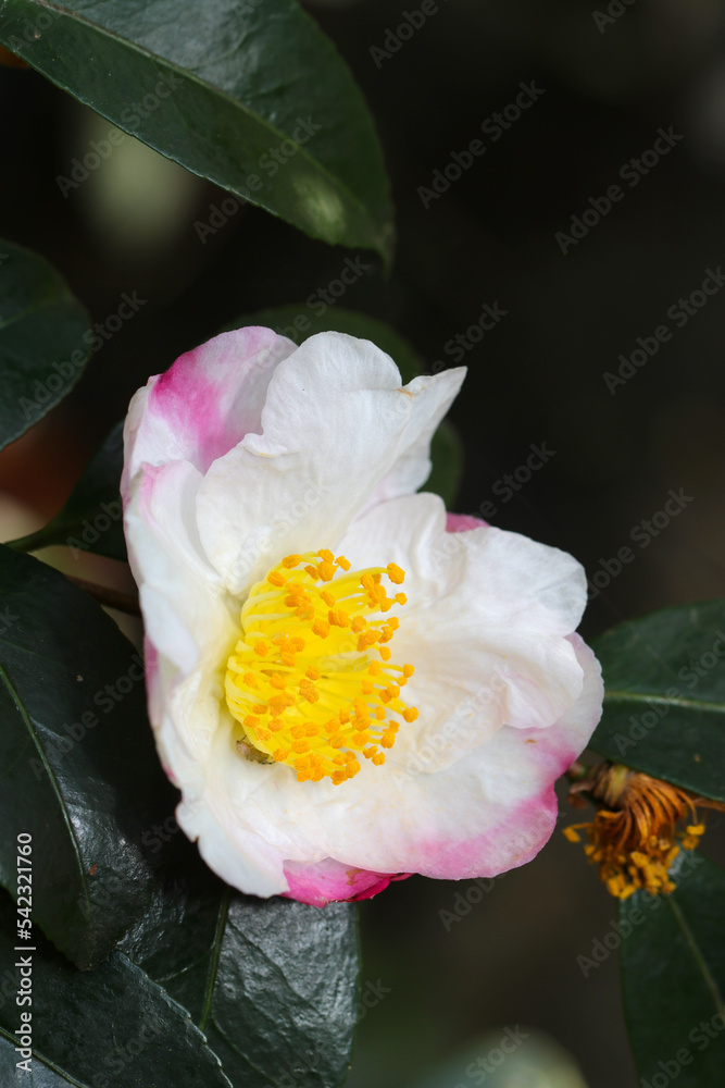 Satsuki (Rhododendron indicum) flower in two pale colors of white and ...