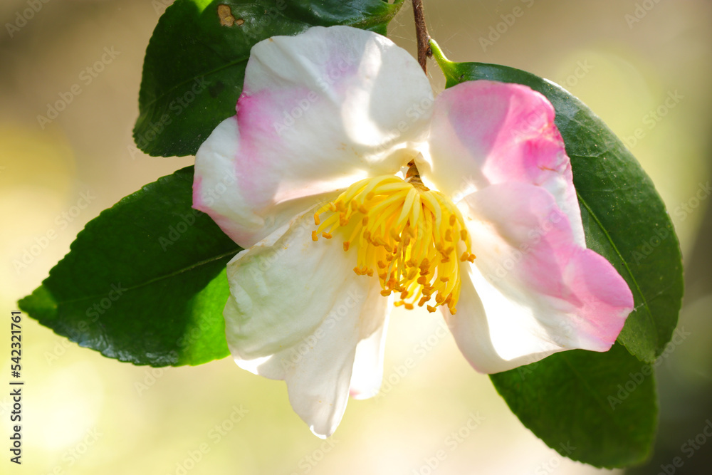 Satsuki (Rhododendron indicum) flower in two pale colors of white and ...