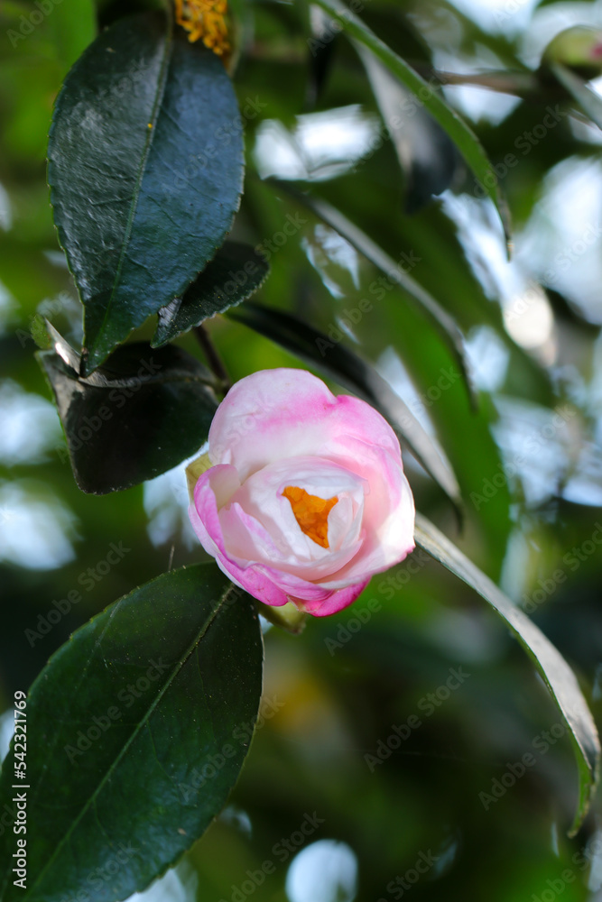 Satsuki (Rhododendron indicum) flower in two pale colors of white and ...