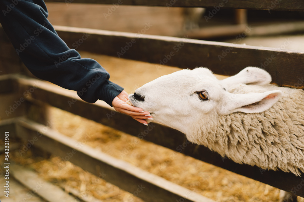 Border Leicester is one of the oldest English long-haired sheep breeds ...