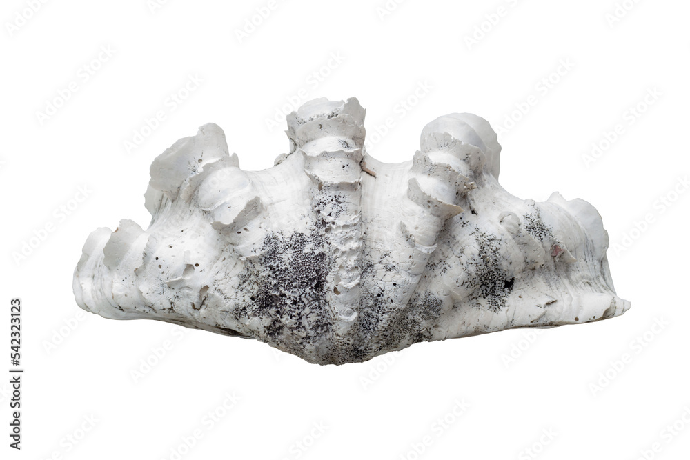 Scaly giant clam shell or Tridacna squamosa isolated on white ...
