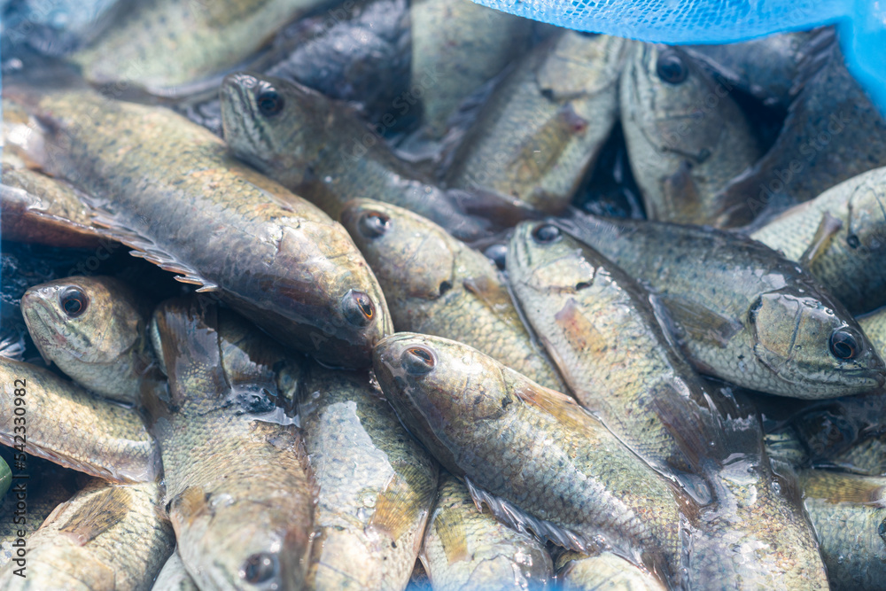 A freshwater fish scientific name Anabas Testudineus. Know as Ikan Puyu ...