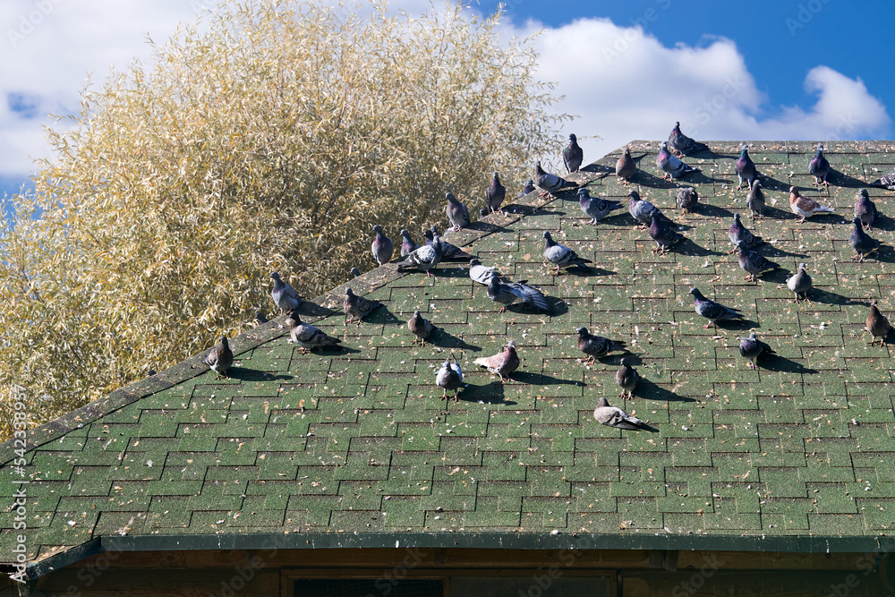 Pigeon sitting on roof of building leaving massive birds droppings with ...