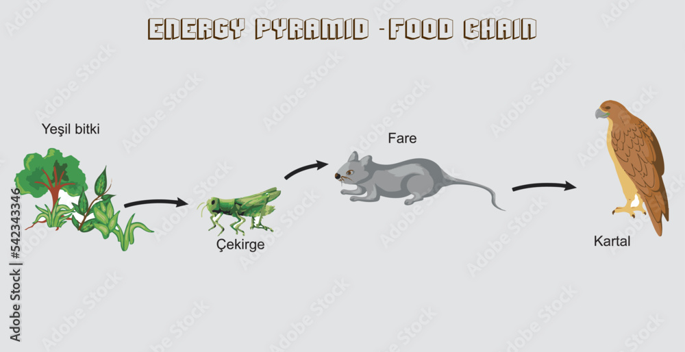 Nutritional and energy transfers between some species living in a ...