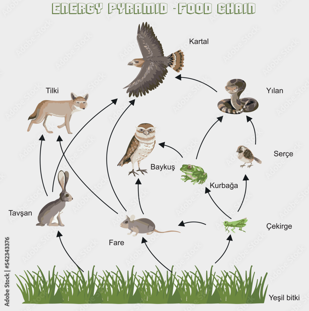Nutritional and energy transfers between some species living in a ...