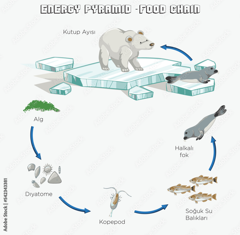 Nutritional and energy transfers between some species living in a ...