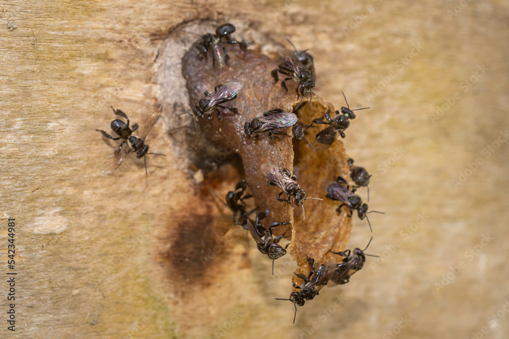 Foto de Closeup of stingless bee (Trigona sp) in the entrance of the ...