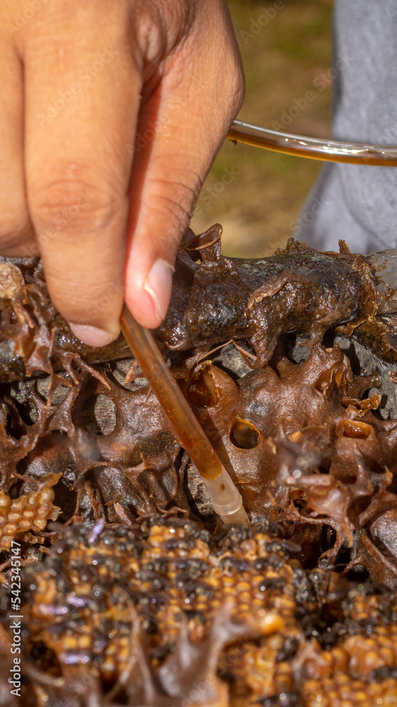 The process of harvesting honey from stingless bee hive using small ...
