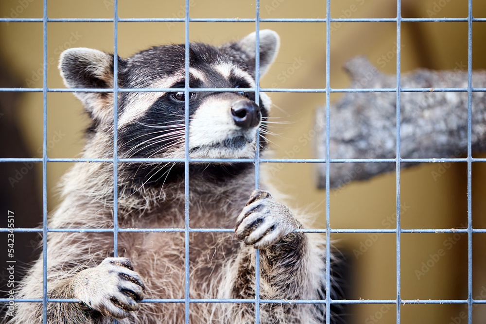 Raccoon in cage looks sadly and plaintively asks for food and freedom ...