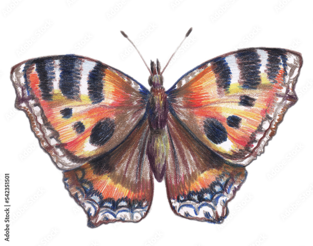 Small tortoiseshell butterfly, color pencil sketch, realistic style ...