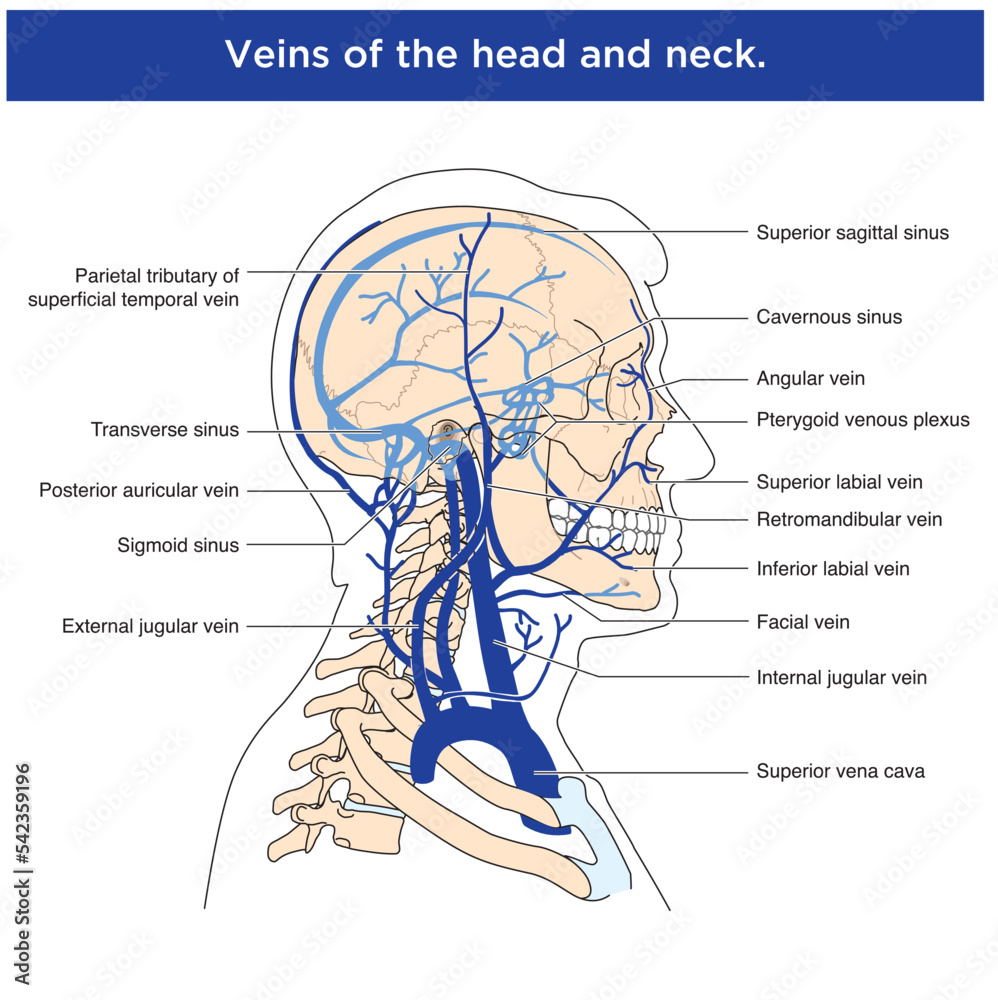 Labelled drawing to show the anterior muscles of the neck and airway ...