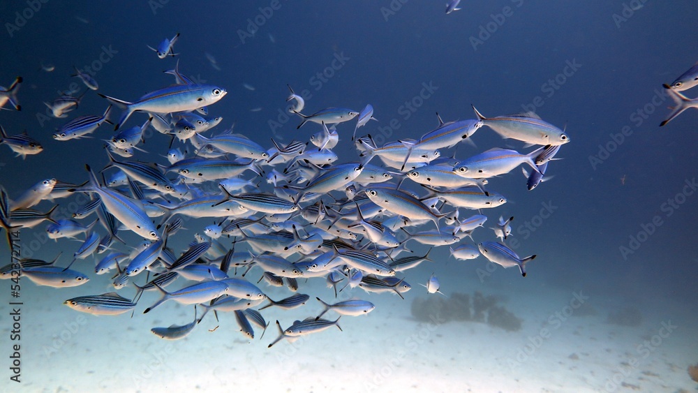Sergeant Major Fish of the red sea Stock Photo | Adobe Stock