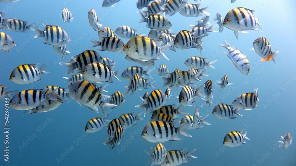 Sergeant Major Fish of the red sea Stock Photo | Adobe Stock