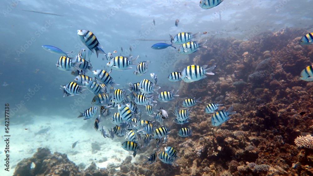 Sergeant Major Fish of the red sea Stock Photo | Adobe Stock