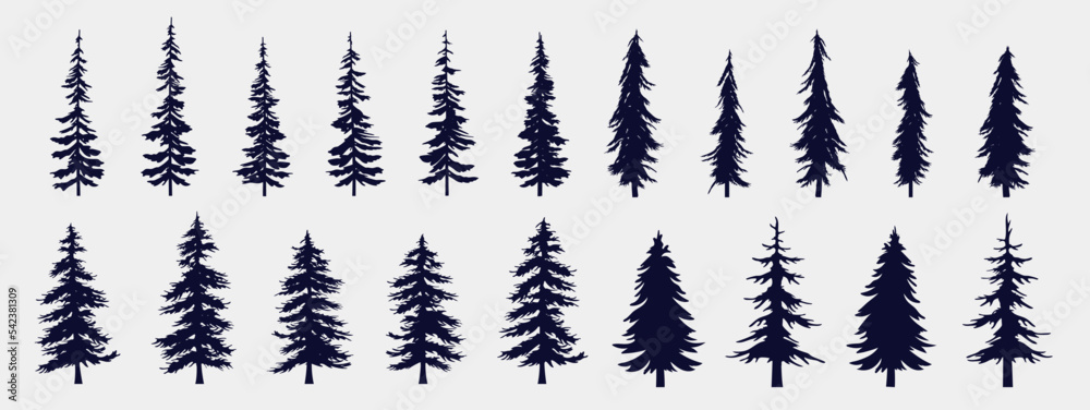 Pine and coniferous tree collection - Vector illustration collection of ...