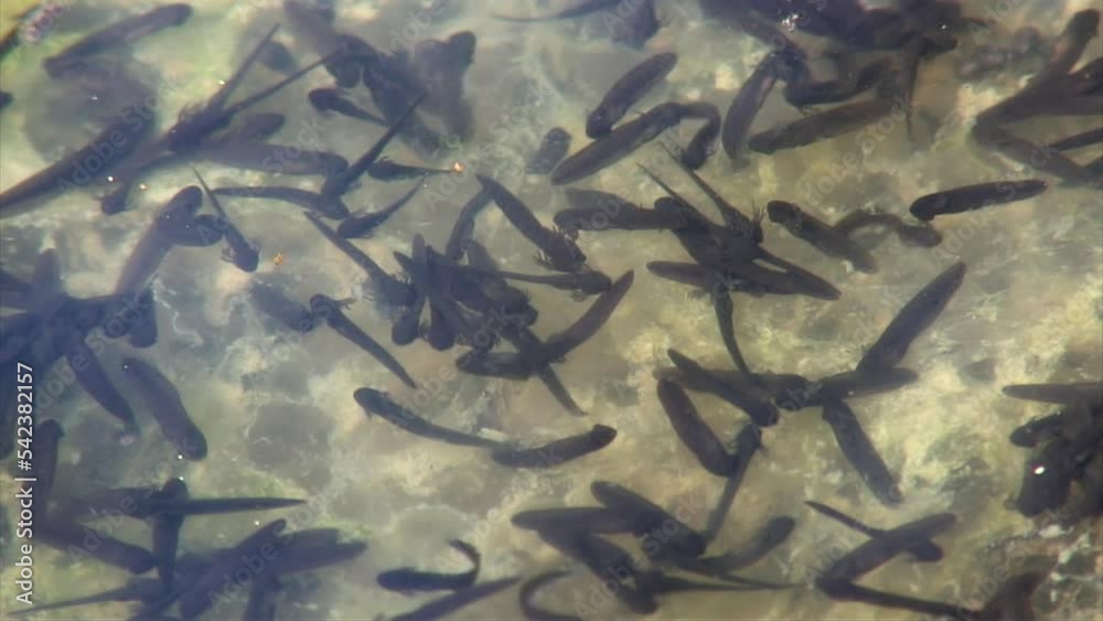 Tadpoles wriggling in shallow pond water, frog life cycle Stock ビデオ ...