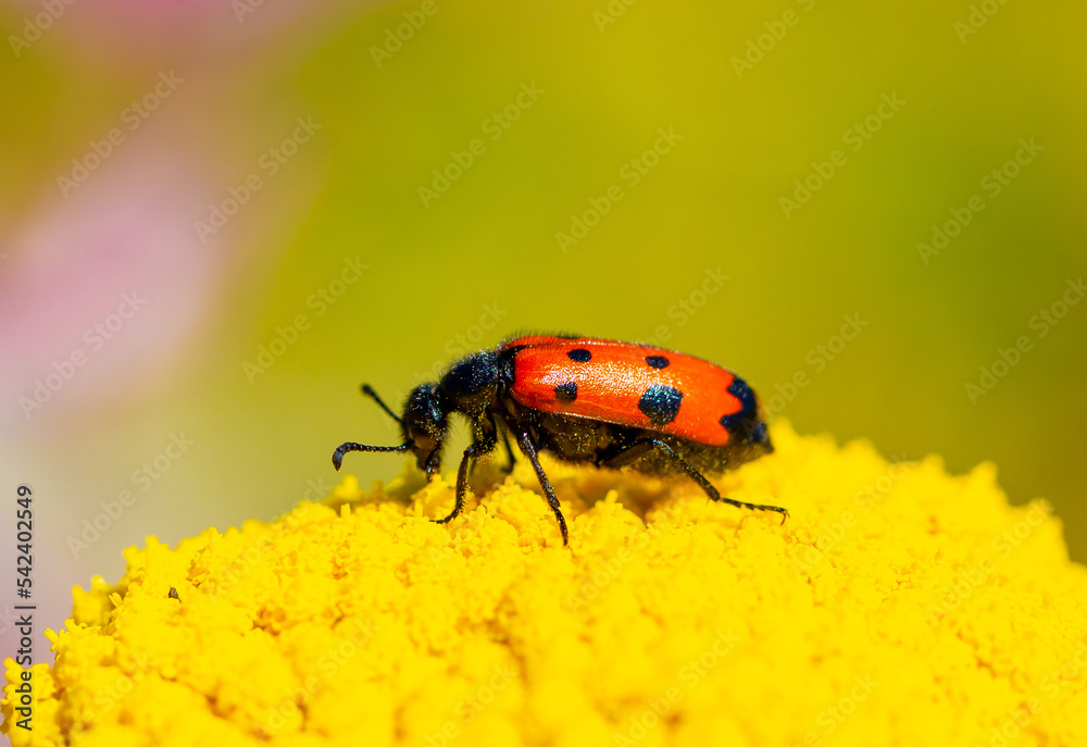 Red beautiful beetle on a yellow flower. The common red soldier beetle ...