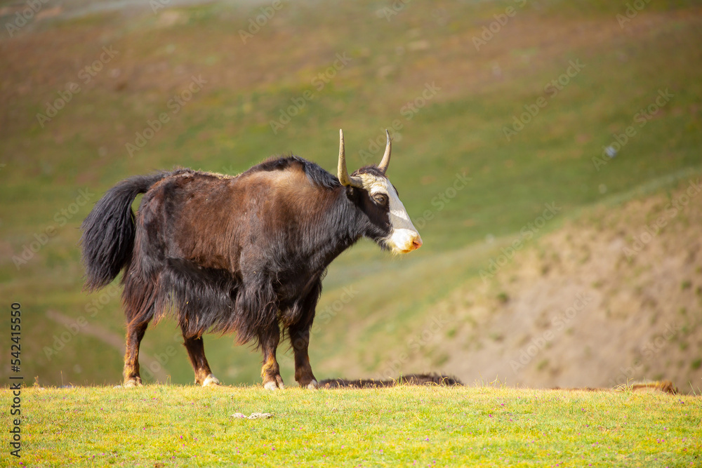 A herd of yaks graze in the mountains. Himalayan big yak in a beautiful ...
