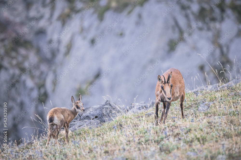 Rebecos en su entorno natural en las cumbres del Parque Nacional de ...