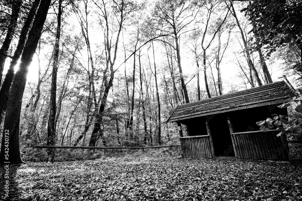 Old wooden hut ruins in foggy wood, spooky landscape. Abstract horror ...