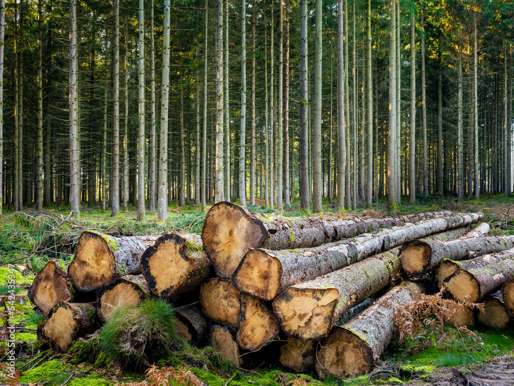 Des troncs de sapin coupés en lisière de forêt Stock-Foto | Adobe Stock