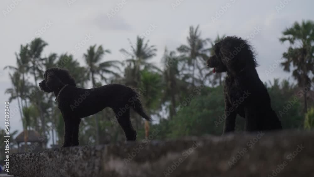A cute black two poodle dog waiting for owner at home yard in tropical ...