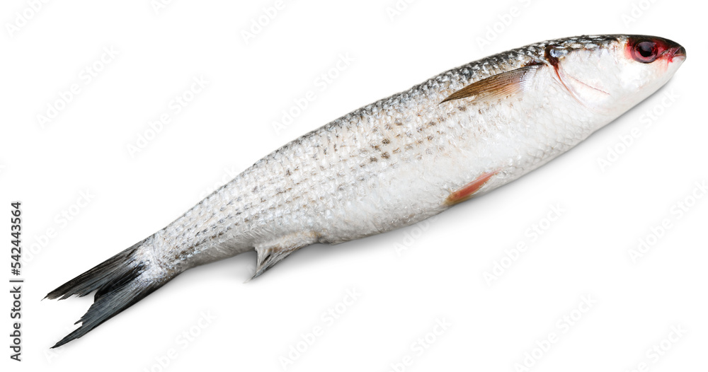 Fresh fish isolated on white Stock Photo | Adobe Stock