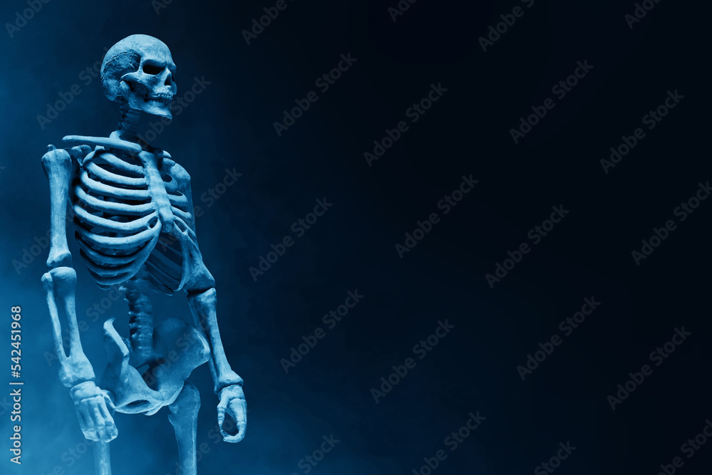 Human skeleton on dark background Stock Illustration | Adobe Stock