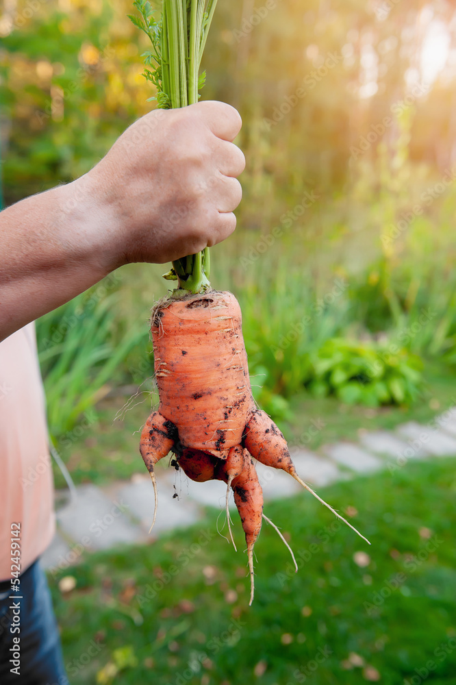 man's hand holds a huge deformed carrot. Genetically engineered ...