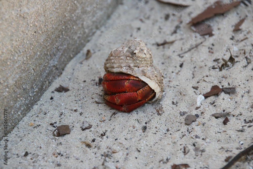 Hermit crab shell with the crab coming out on a concrete floor foto de ...