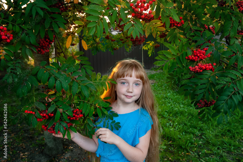 girl with a rowan tree. Portrait of a little girl 11 years old on rowan ...