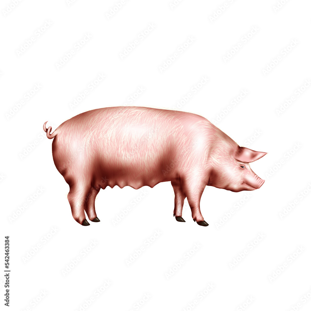 Pig PNG Format With Transparent Background Stock Illustration | Adobe Stock