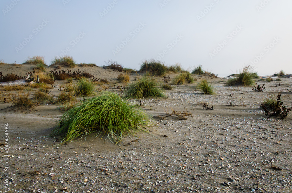 Tipico paesaggio marino della spiaggia di Alberoni al Lido di Venezia ...