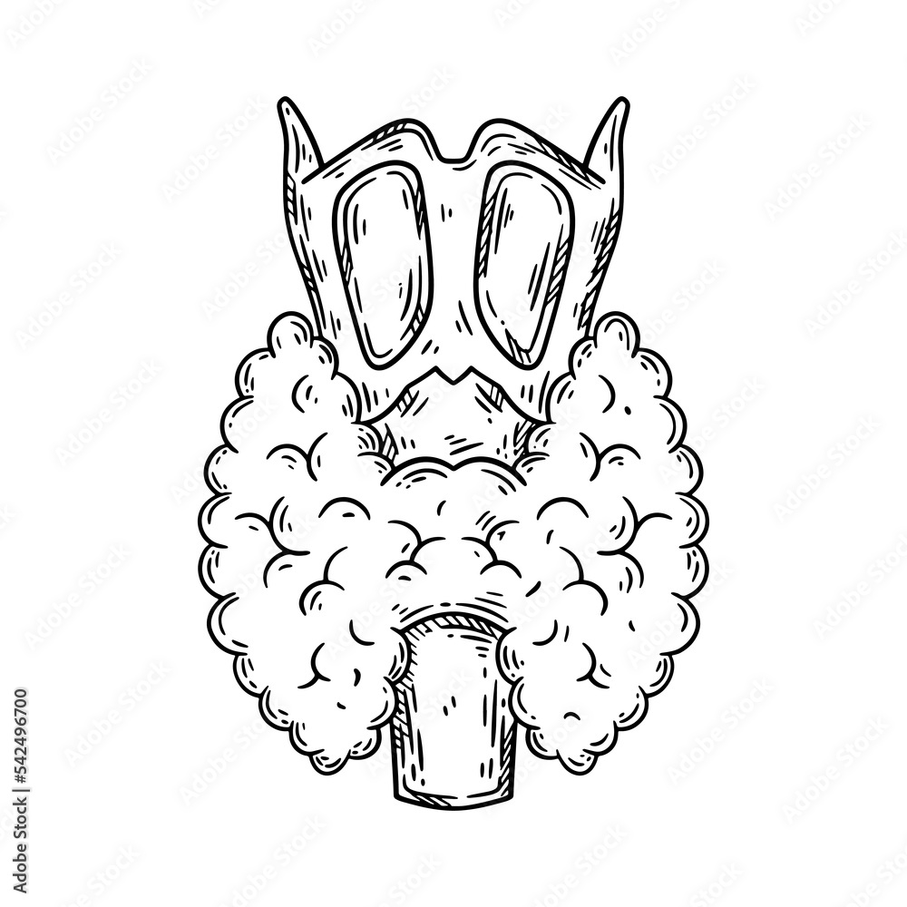 Human Thyroid Gland Hand Drawn Sketch Vector Isolated Illustration